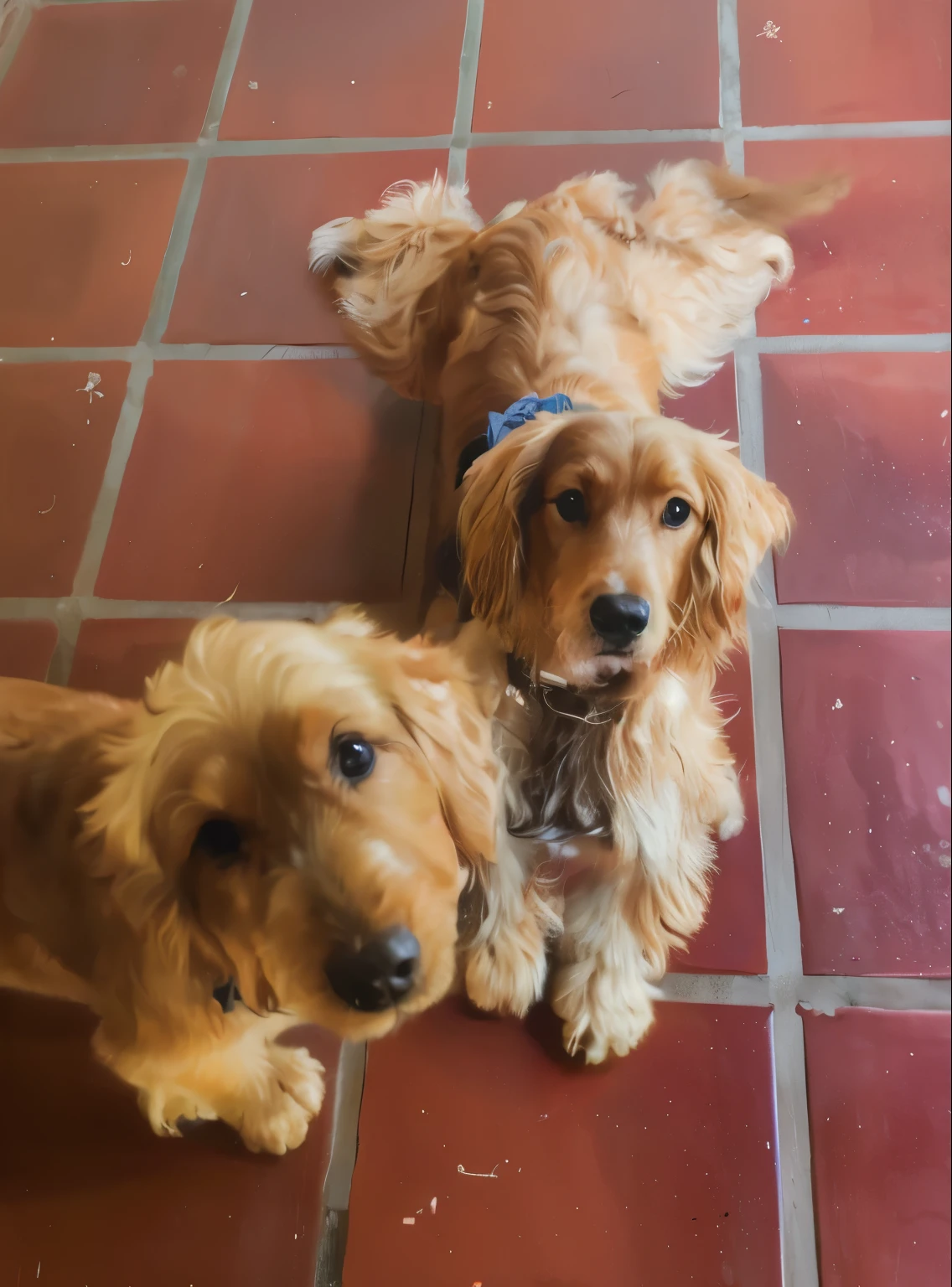 There are two dogs that are sitting on the floor together - SeaArt AI
